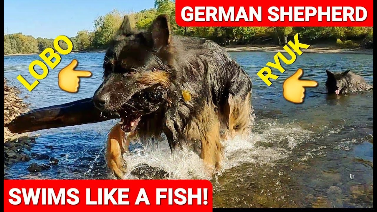 German Shepherd Swims Like a Fish! - Lobo & Ryuk at the Beach - YouTube