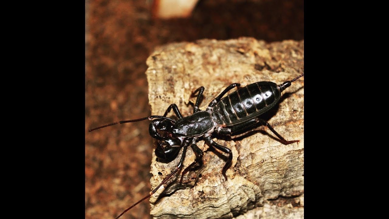 Trinidad Olive (N Incei) tarantula and vinegaroon care - YouTube