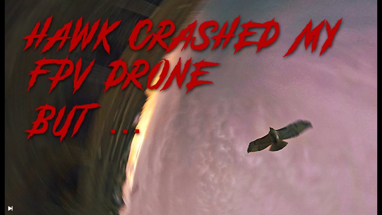 Hawk attacks FPV drone while practicing sbang! Hawk wins! But ... - YouTube