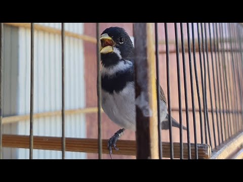 COLEIRO JOHN JAMES ESQUENTANDO - YouTube