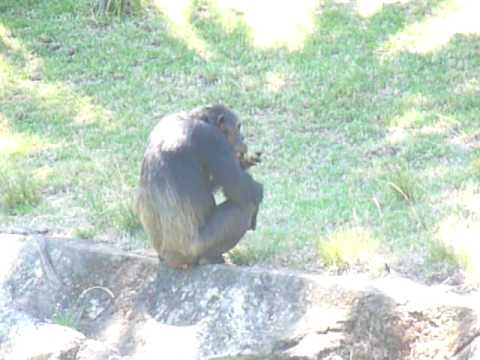 Chimp Poops In Hand and Eats It - YouTube