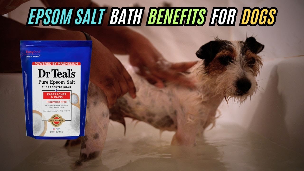 Salt Bath Benefits for Dogs - YouTube