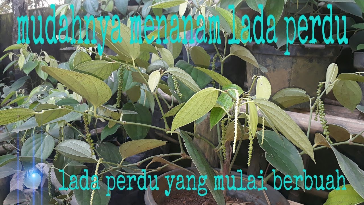 Menanam lada perdu dan kini sudah mulai berbuah - YouTube