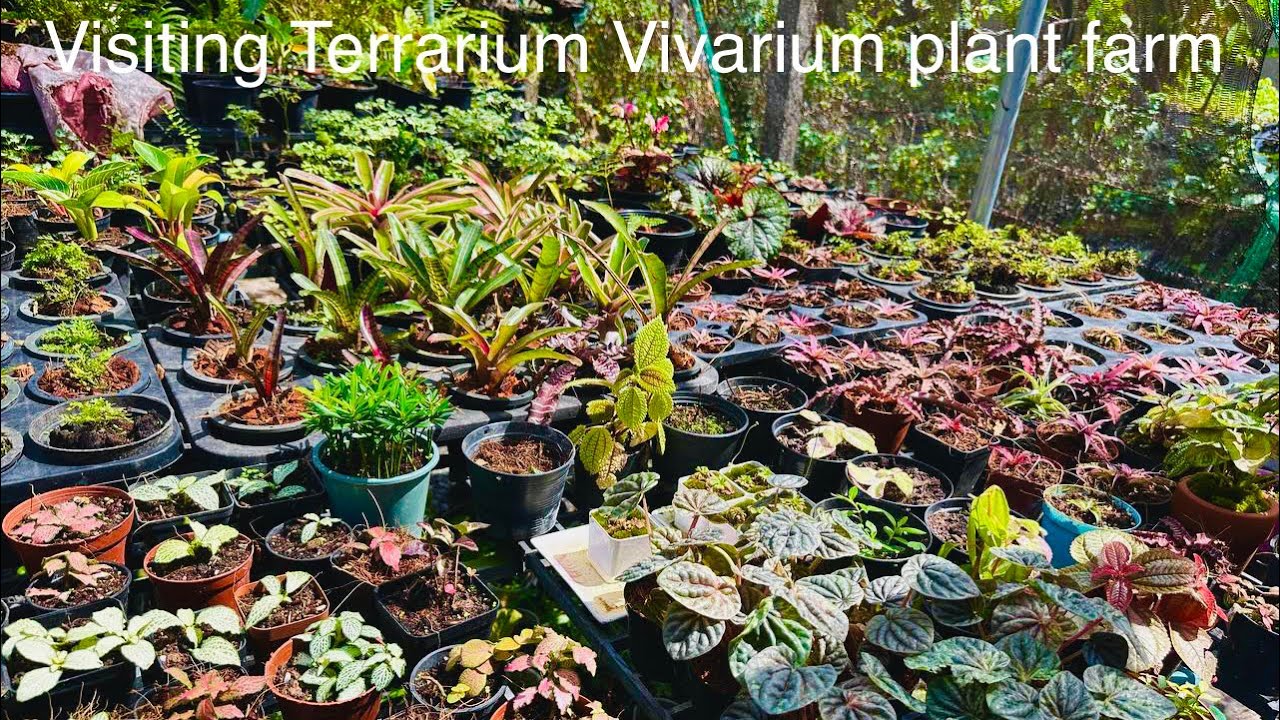 Visiting Terrarium Vivarium plant farm - YouTube
