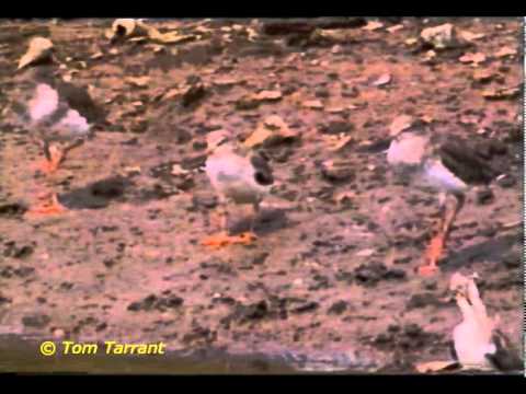 Terek Sandpiper (Tringa cinerea)