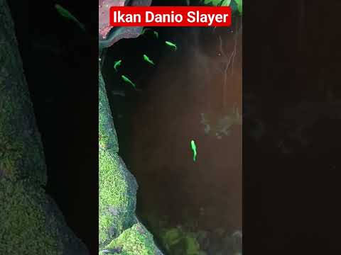 Ikan Danio Slayer Hijau - YouTube