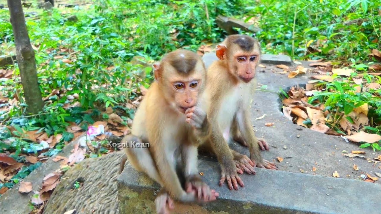 The two brothers are handsome boys Lucky and Luca they are so enjoyable ...