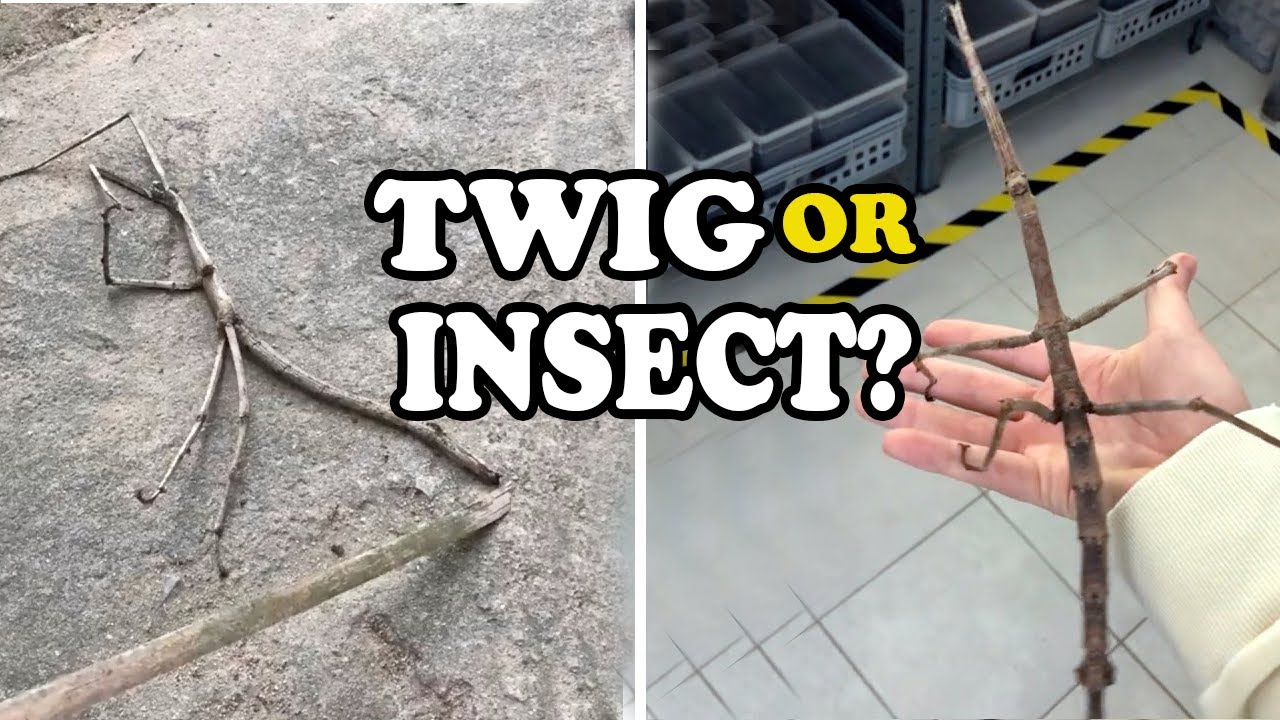 Stick Insect 🍂 | Is This a Living Stick? - YouTube