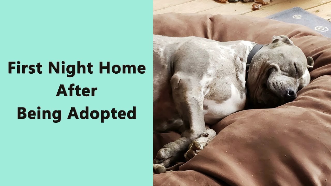 50 Heartwarming Stories of Pets Finding Their Forever Homes - YouTube