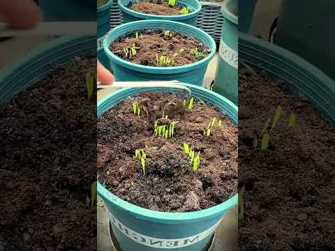 simple technique for fertilizing young celery #shorts