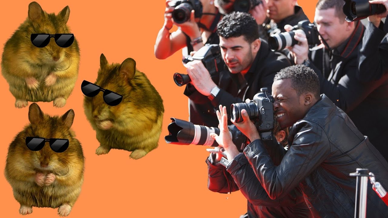 How This Hamster Became a C-List Actor - YouTube
