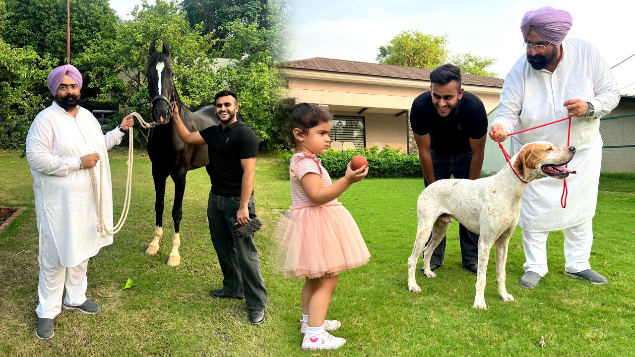 MLA Who Owns Biggest Dogs & Horses in Punjab😱😍 - YouTube