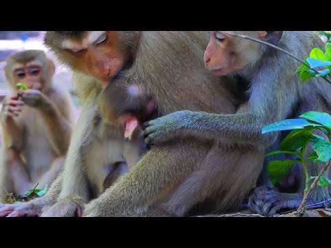 Mom feeding milk for cute newborn baby monkey the little monkey want to play with baby