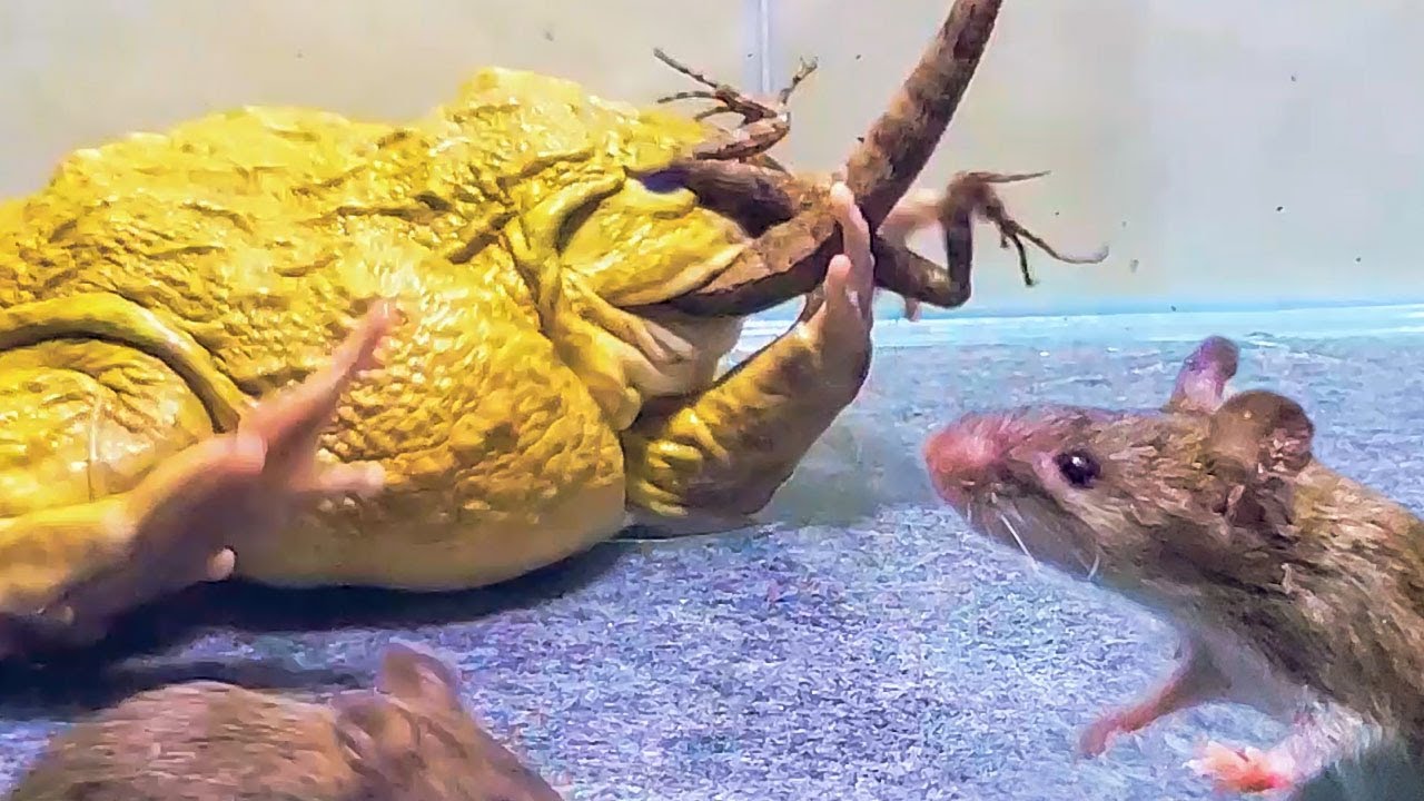 Hungry Bullfrog Eats Angry Tree Lizard & Mouse! Asian Bullfrog Live ...