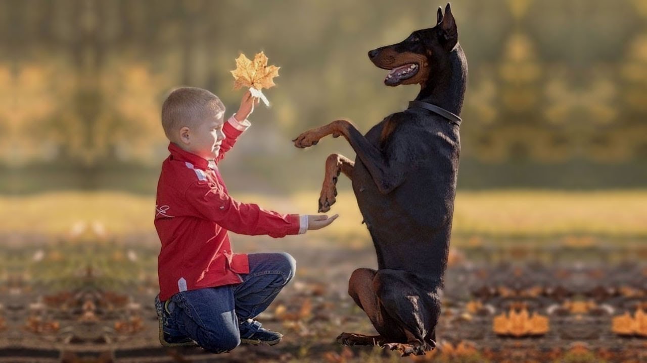 DON'T GET A DOBERMAN IF YOU HAVE CHILDS !! REALLY ? HAPPY DOBERMAN DOG ...