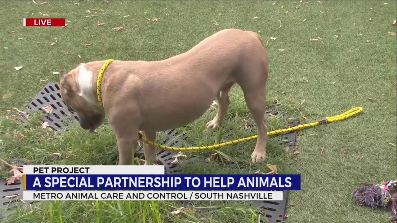 Nashville Pet Project: A special partnership to help animals - YouTube