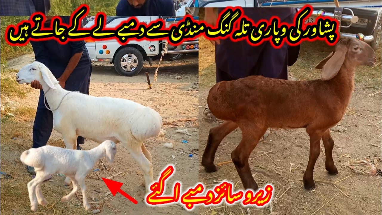 Talagang dumba Mandi/zero size Turkey dumba kids rates/dumba Mandi 24 ...