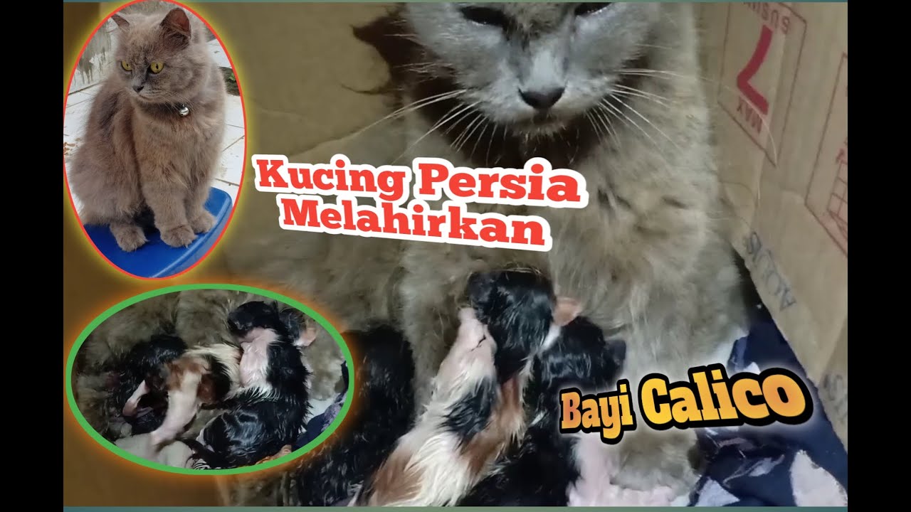 Kucing Persia Abu-Abu melahirkan bayi Calico - YouTube