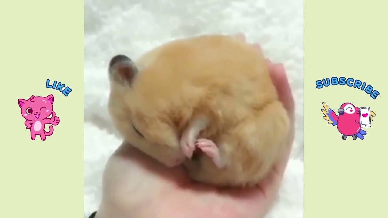 Cute Animals for When You are Stressed - YouTube