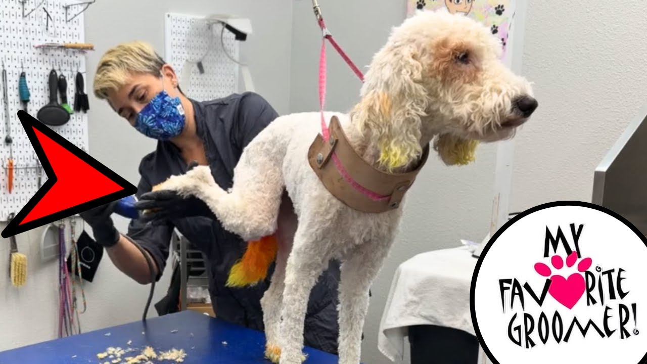 My Favorite Groomer is live! - YouTube