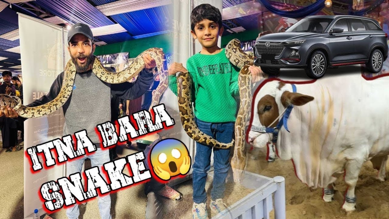 Dalfa Show Me Gari Pasand Agai😍 | Dalfa Cattle Show 2024 Day 2 - YouTube