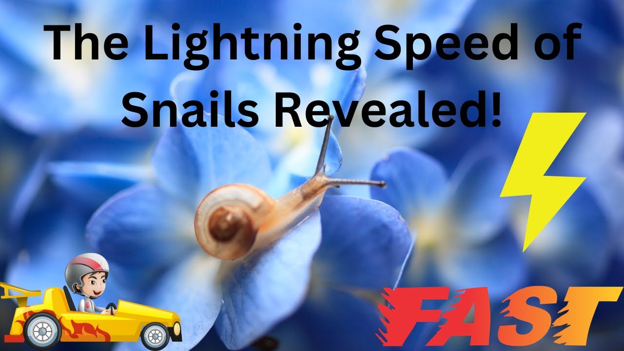 "The Lightning Speed of Snails Revealed!" - YouTube