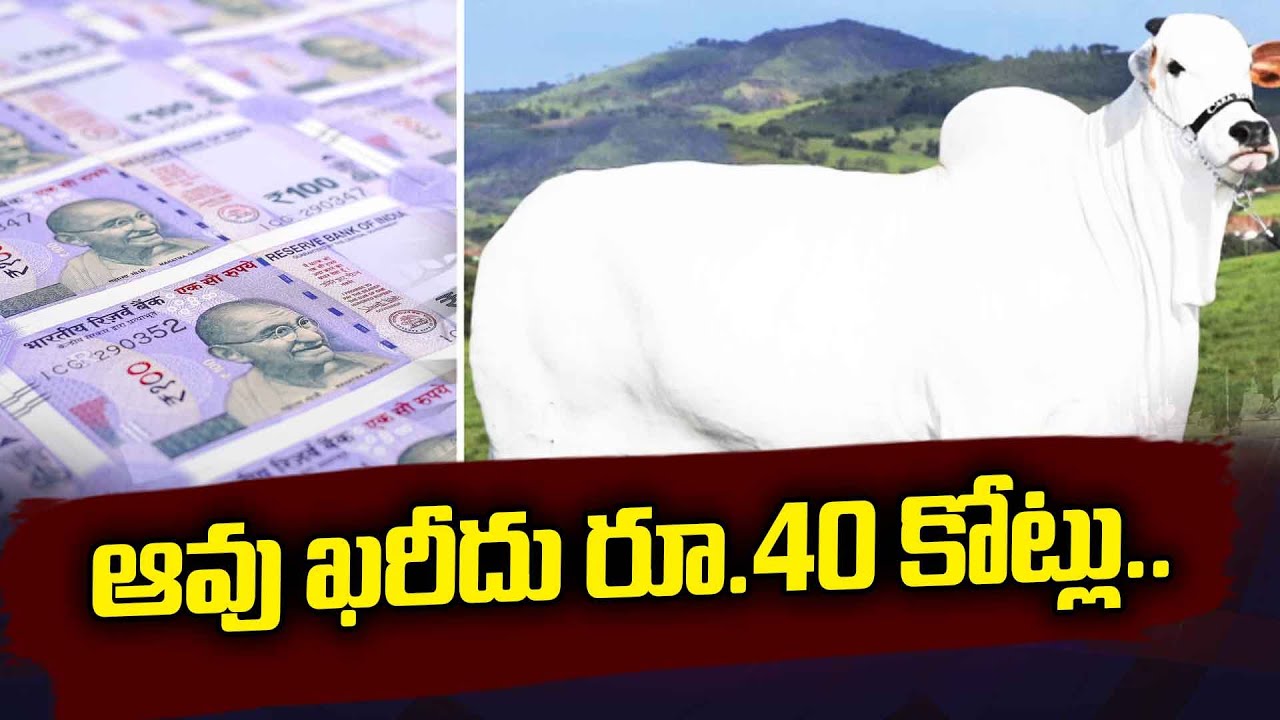 Most Expensive Cow 40 Crore at Andhra Pradesh | Telugu News | iDream ...