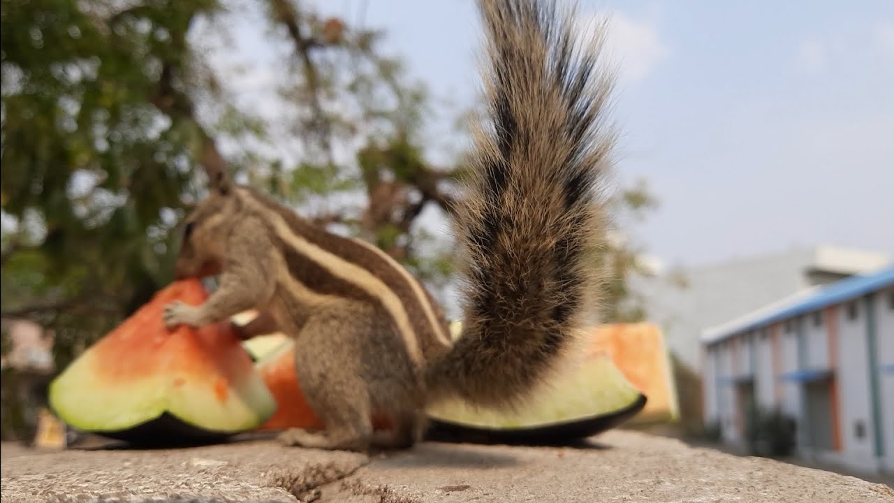 During summer, Activities 🐿 of chipmunks - YouTube