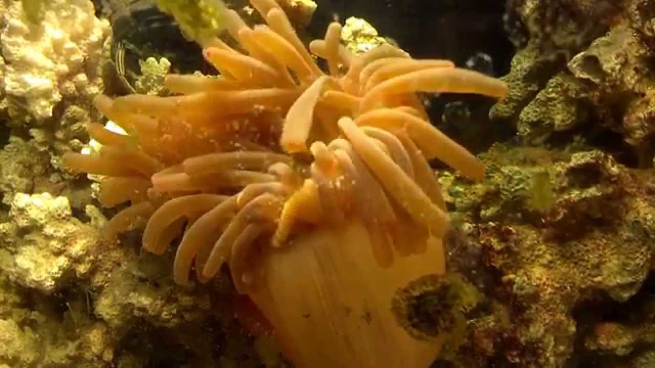 Sick Anemone recovering in hospital tank - YouTube