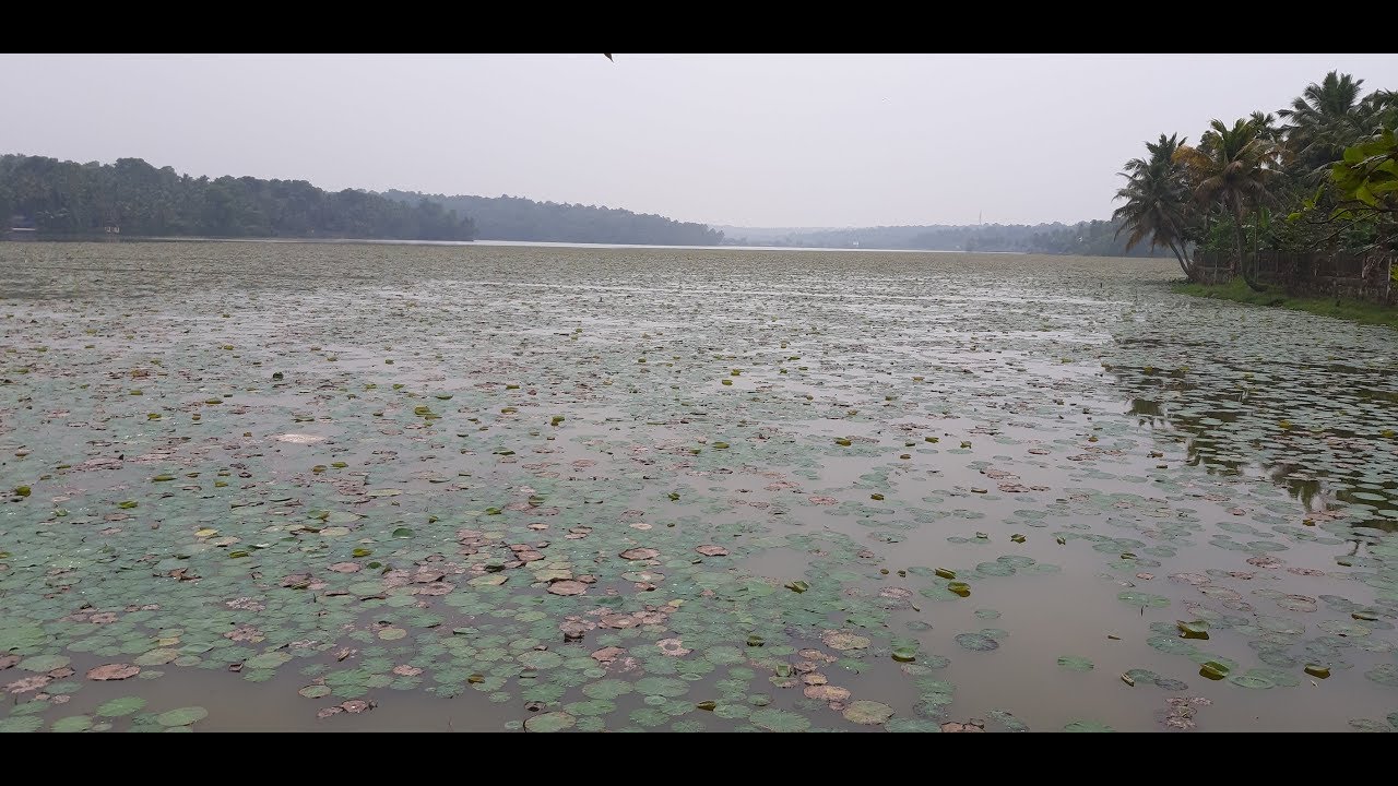Punchakkari-A village beauty,very close to Trivandrum city! - YouTube