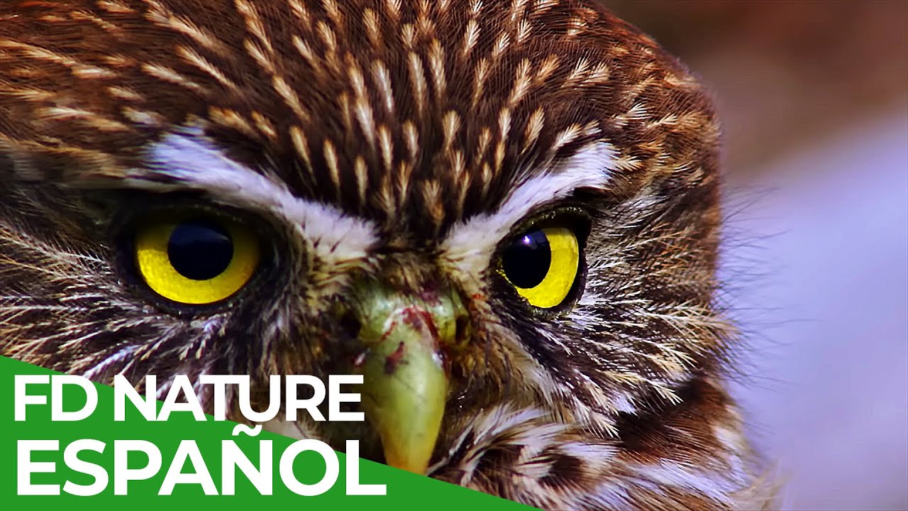 Chile - Un Viaje Salvaje: Seres de Plumas | Free Documentary Nature ...