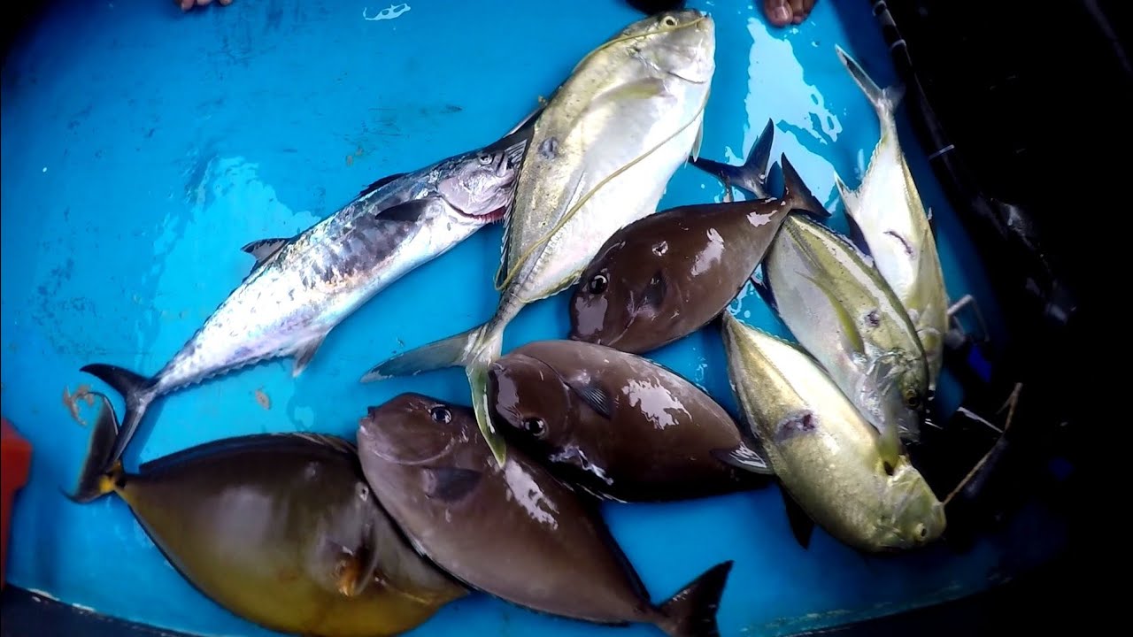 Spearfishing l Unicor fish,Travaly fish,Tenggiri fish - YouTube