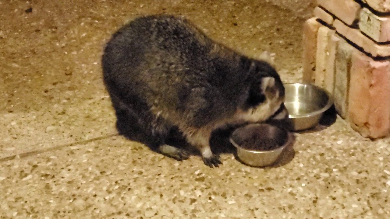 The coon, Bandit. - YouTube