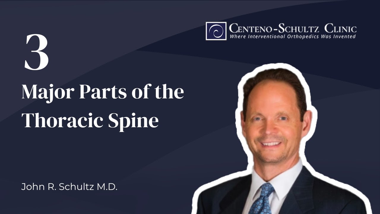Thoracic Spine Anatomy - The 3 Major Parts of the Thoracic Spine - YouTube