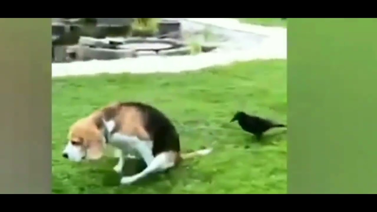 FUNNY MOMENTS ANIMALS COMPILATION - YouTube