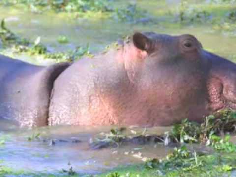 THE Hippo Song - YouTube