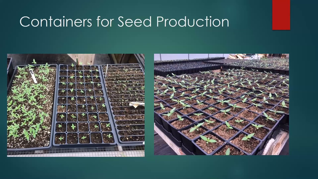 Hemp Propagation and Seedling Production - YouTube