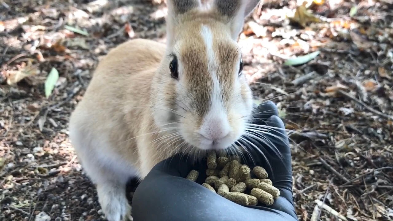 The friendly rabbit won't leave my hand. - YouTube