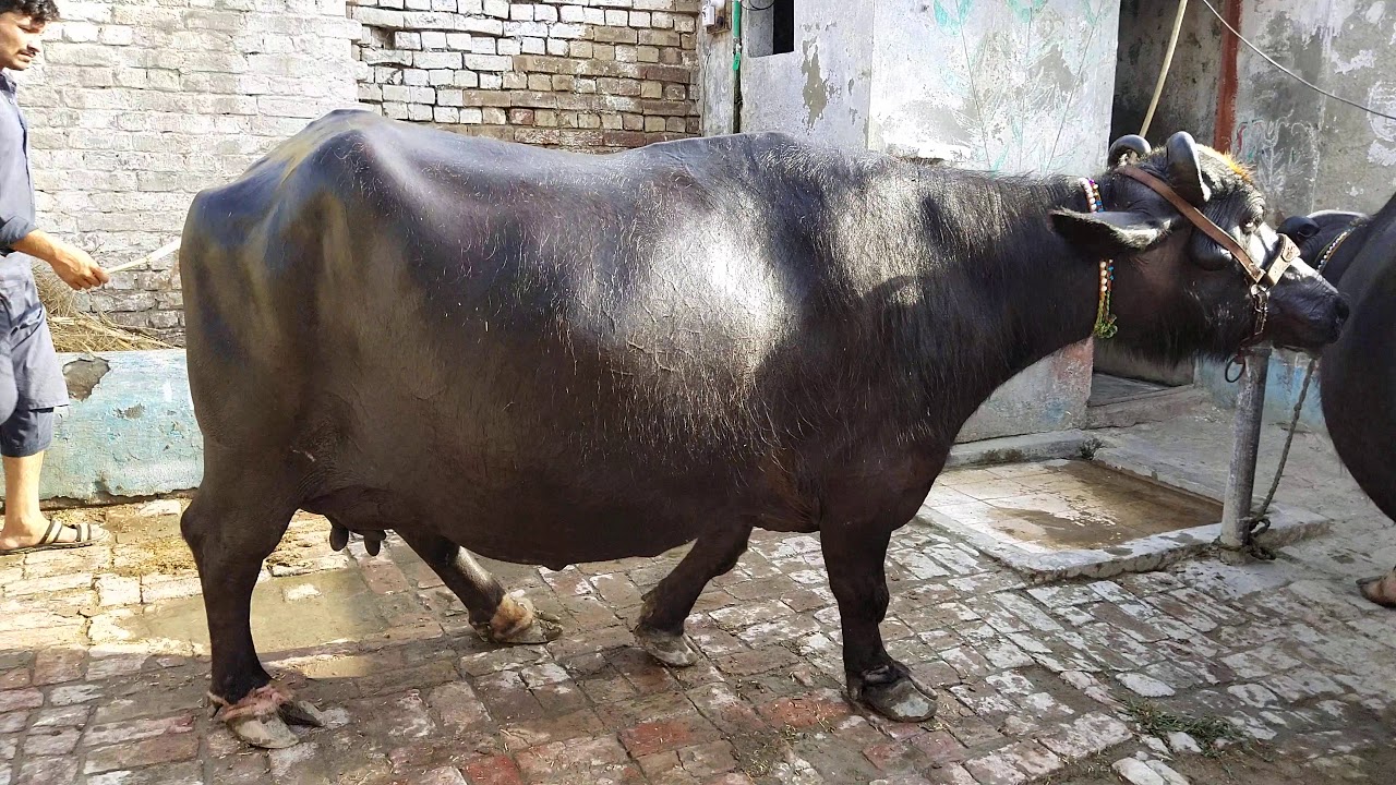 Watch nili ravi buffalo for sale in punjab Pakistan on YouTube - YouTube