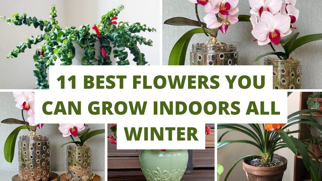 Indoor Plants - 11 Best Flowers You Can Grow Indoors All Winter - YouTube