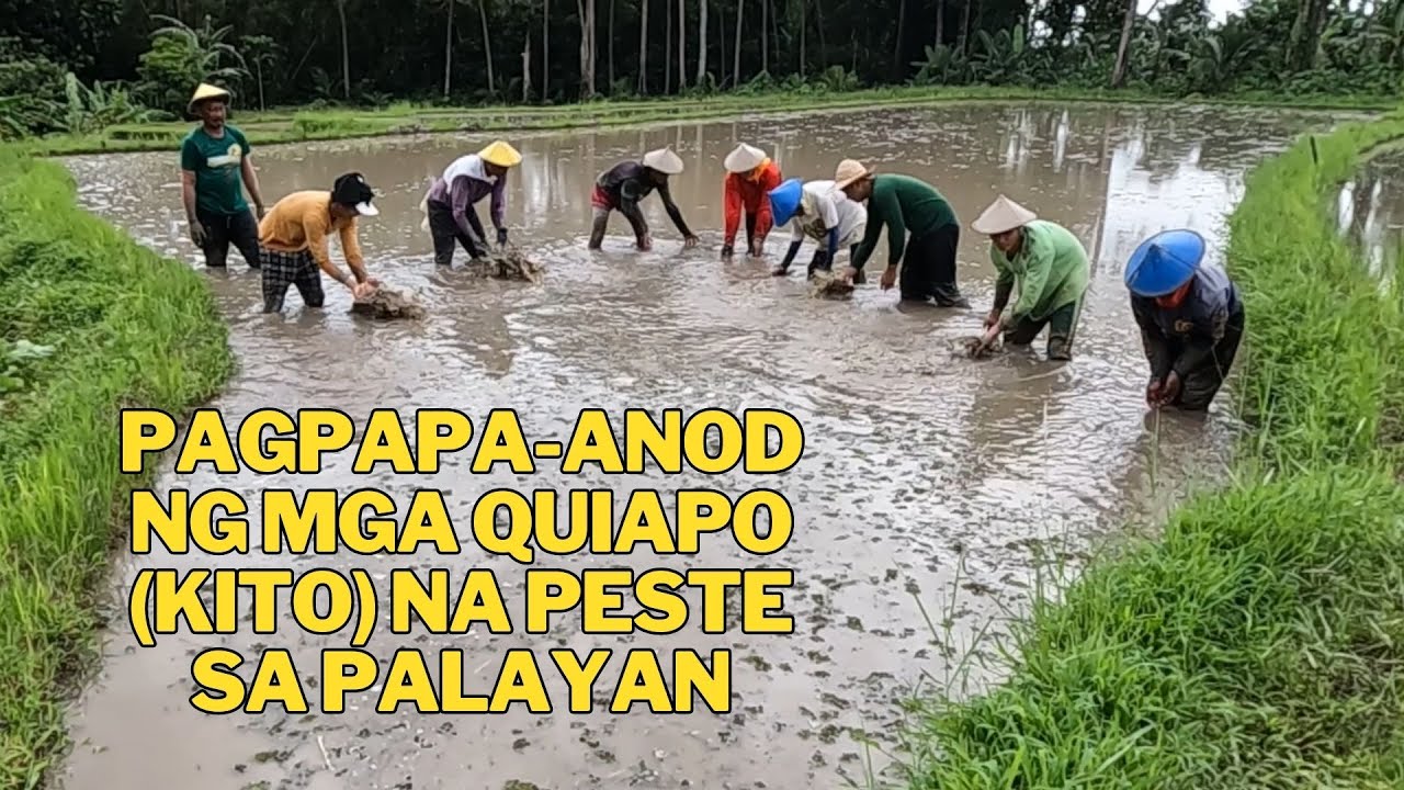 Pagpapa-anod ng mga Kito na Peste sa Palayan kasama sina Tatay at mga ...