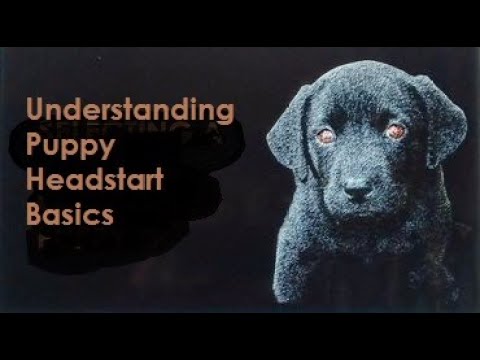Understanding Puppy Headstart Basics - Labrador Retriever Gun Dog ...