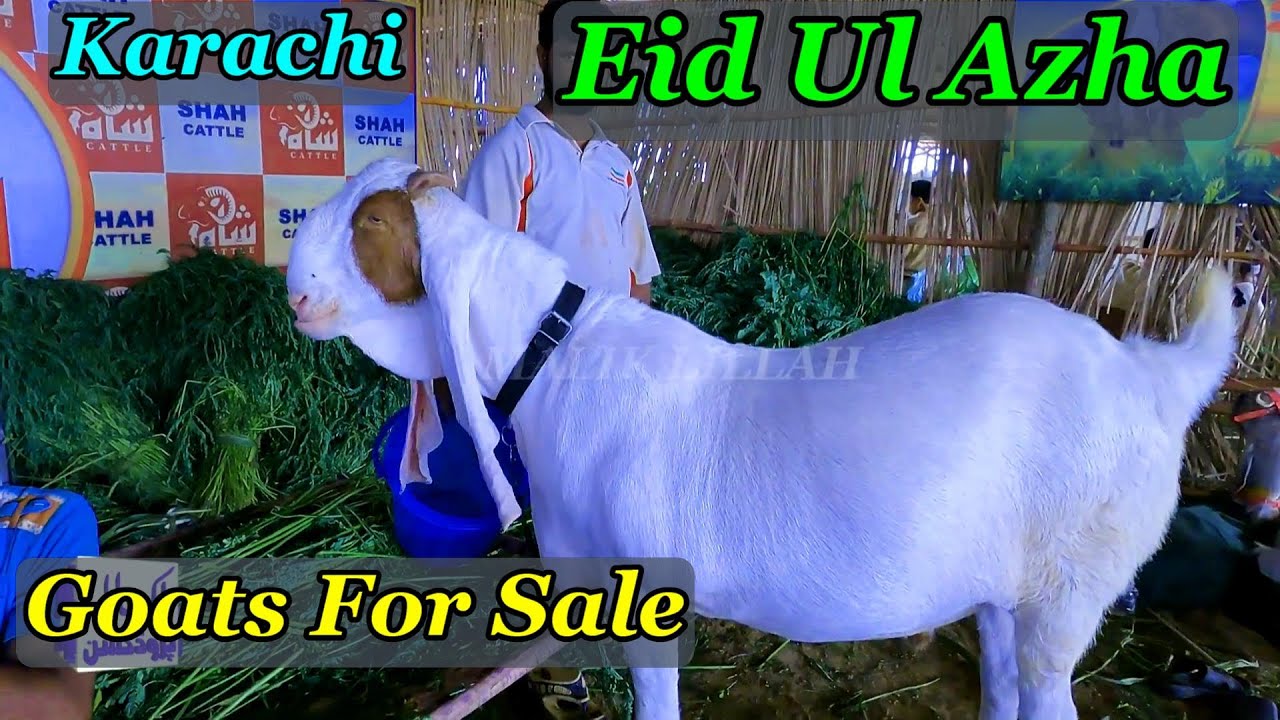 Goats For Sacrifice In Karachi Bakra Mandi On Eid Ul Adha | Bakra Eid ...