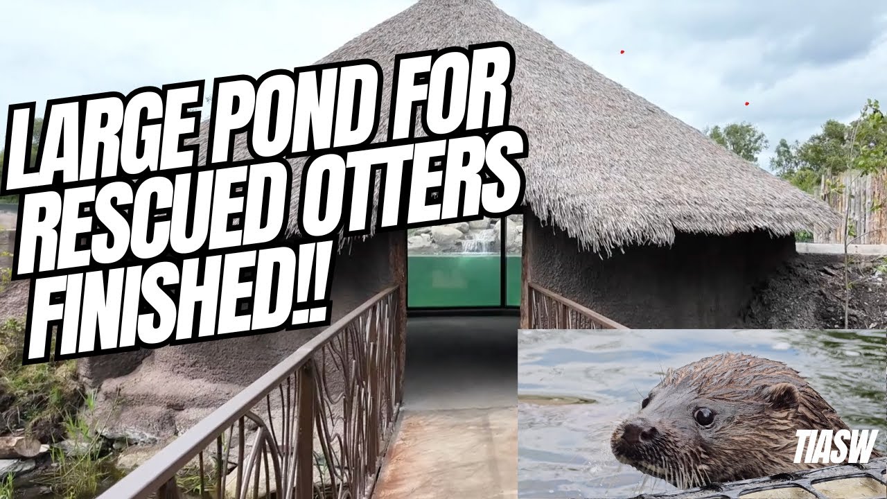 LARGE POND FOR RESCUED OTTERS FINISHED!! OTTERS ENJOYING FIRST SWIM IN ...