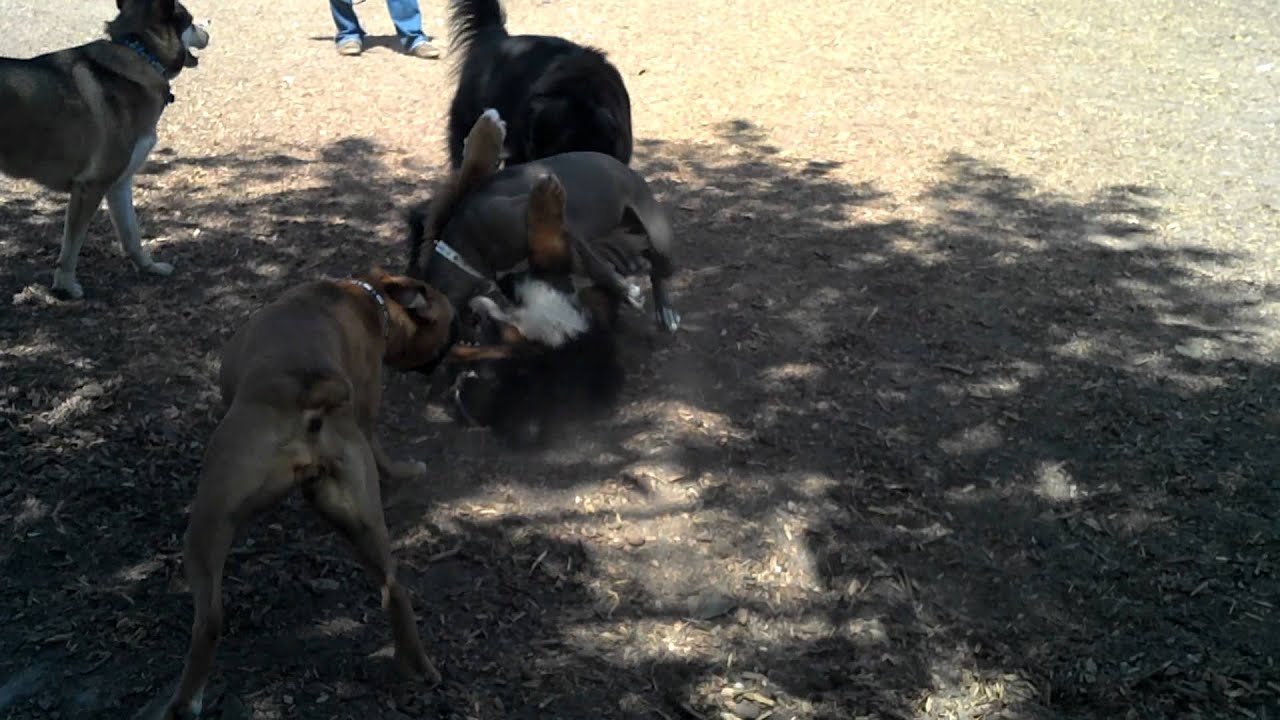 Mason the Pitbull Dominating the Dog Pile - YouTube
