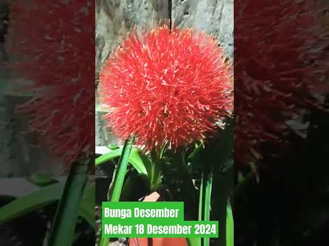 Bunga Desember Mekar 18Desember2024 - YouTube