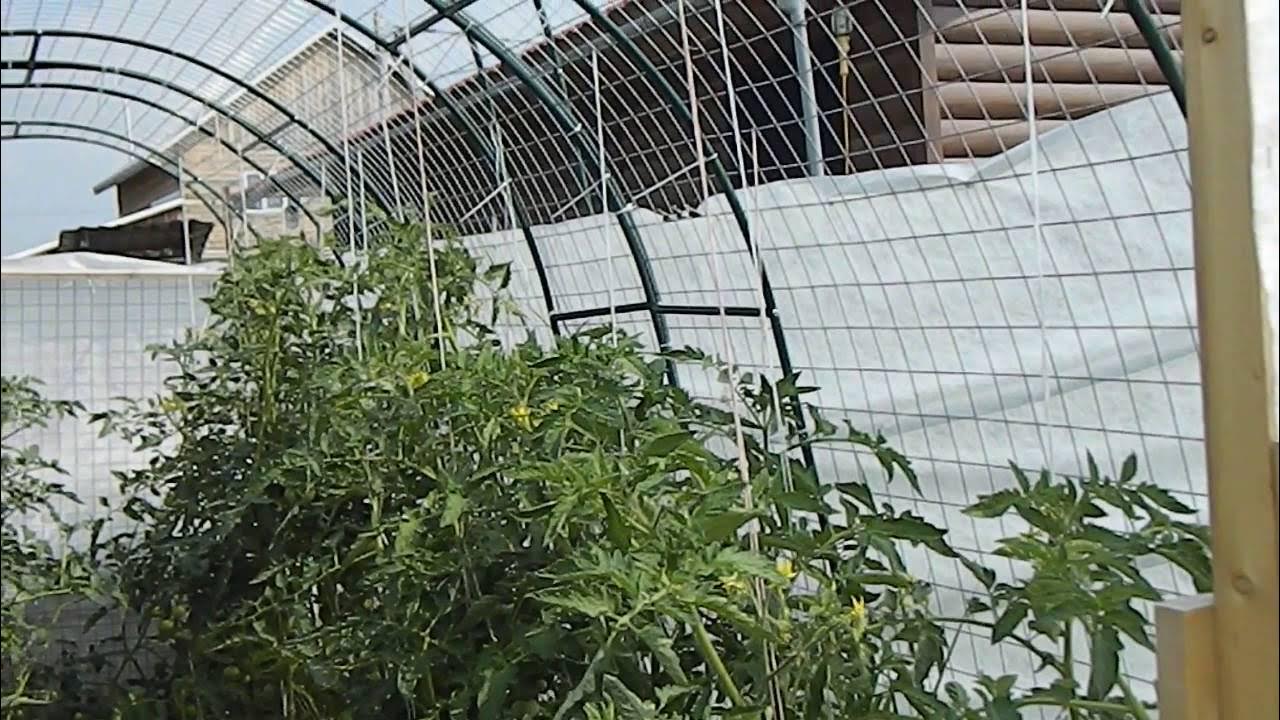 Теплица без верха для защиты от ветра и заморозков - YouTube
