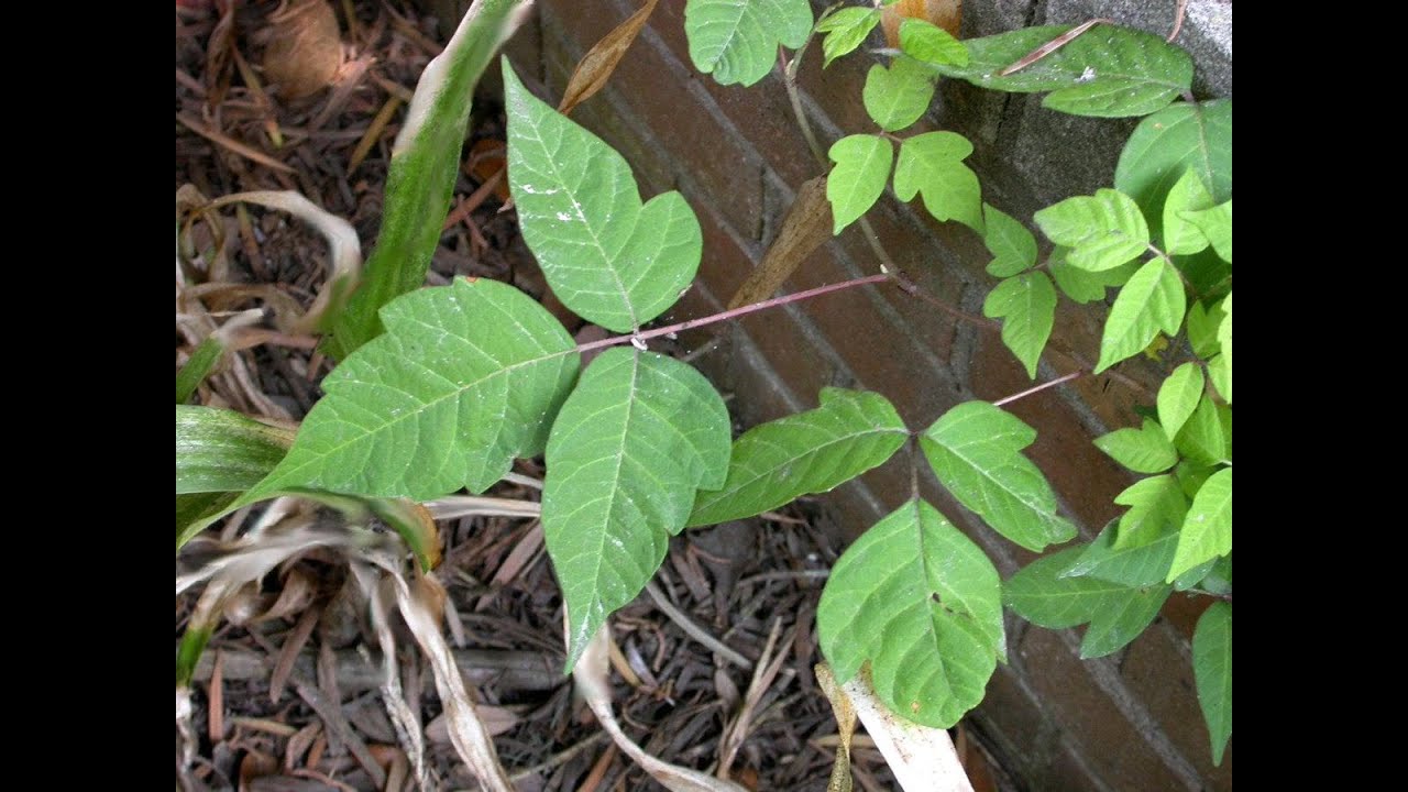 Poison Ivy under a Microscope - YouTube