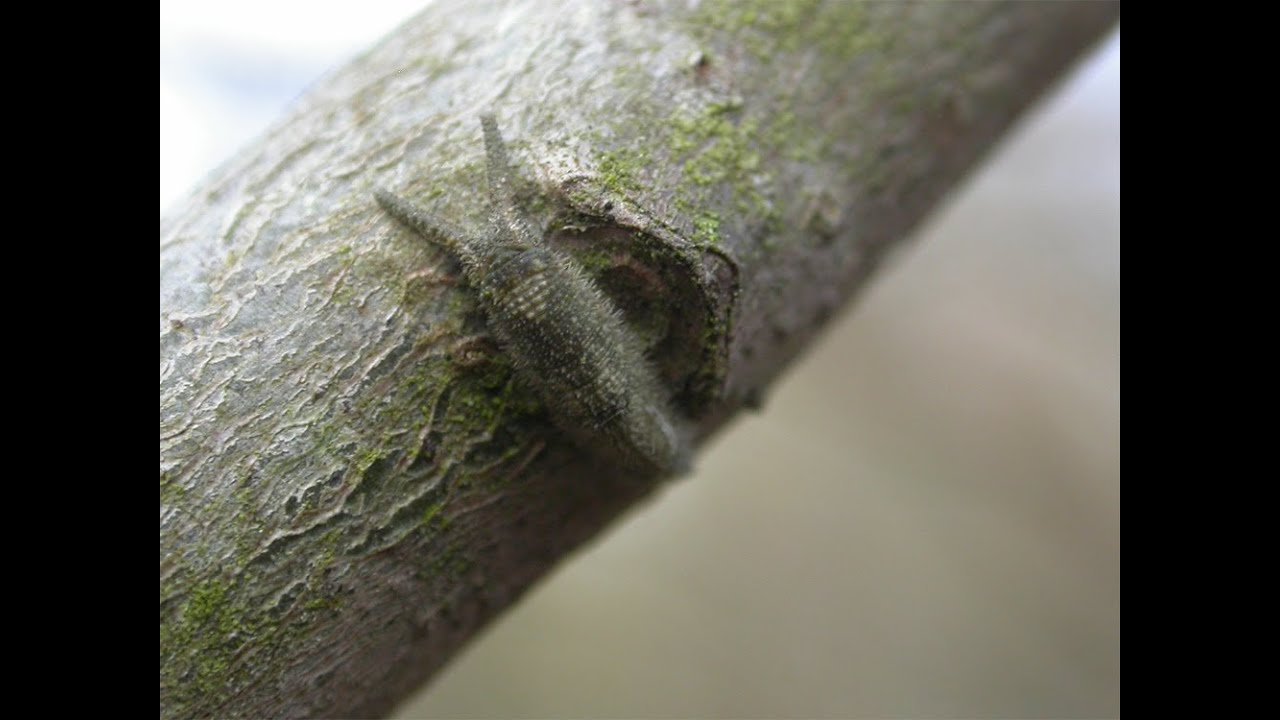 An update on Sherwood Forest's Purple Emperor larvae - YouTube