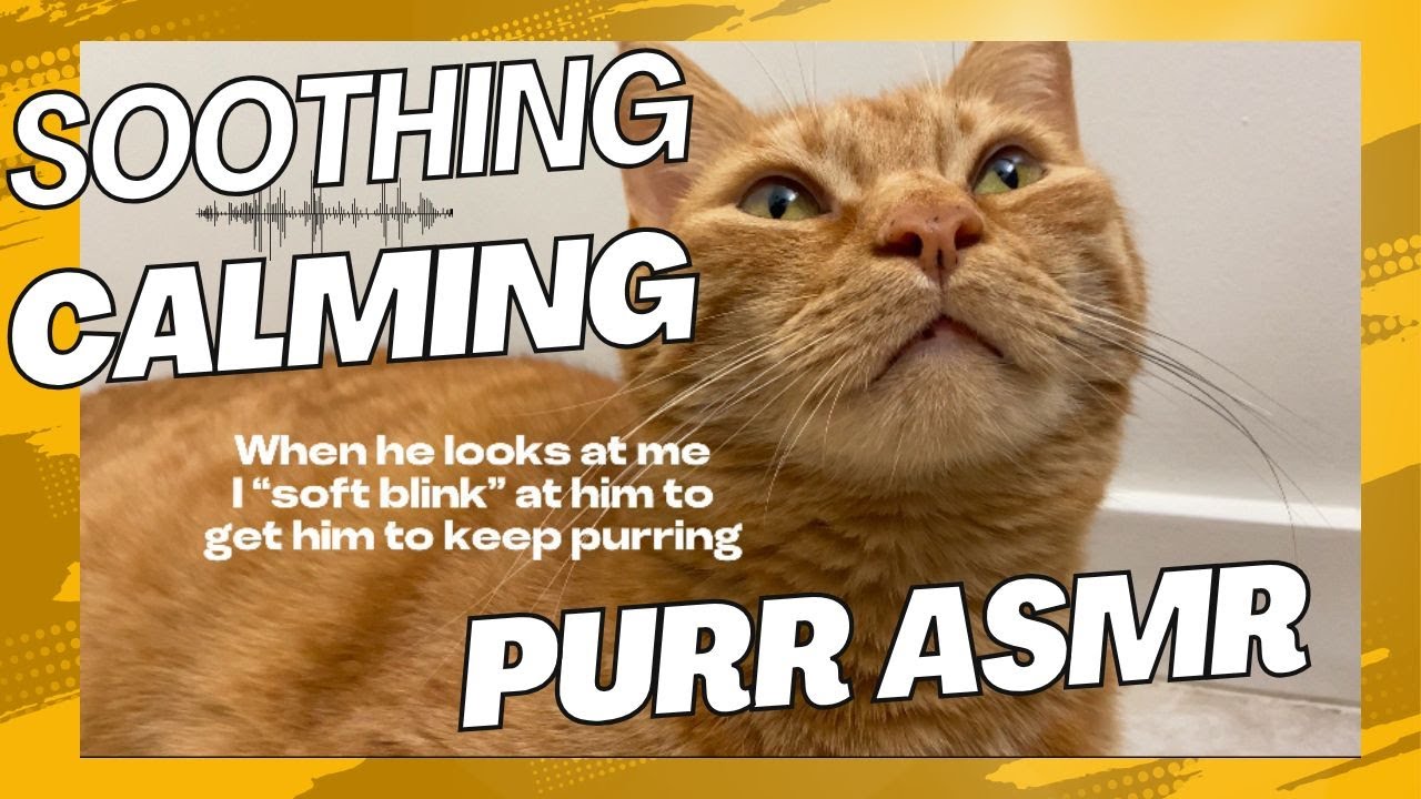Loudest Purring ASMR | Soothing Cat Purring Like An Engine | Happy Cat ...